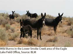 Other Fish And Wildlife Statutes