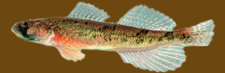 Snail darter - Alchetron, The Free Social Encyclopedia